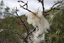 Living with Muskoxen, Alaska Department of Fish and Game